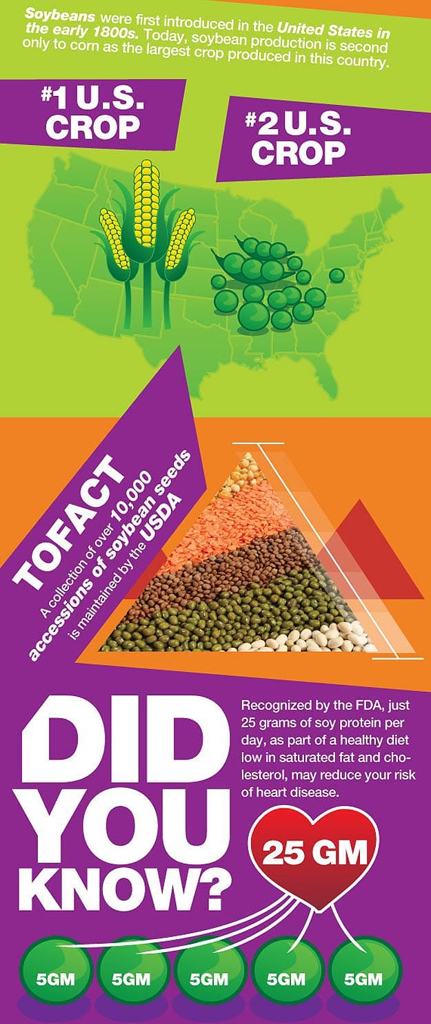 Do You Really Know What Tofu Is? [Infographic] | Bit Rebels