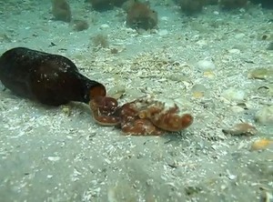 The Octopus That Lives In A Beer Bottle | Bit Rebels