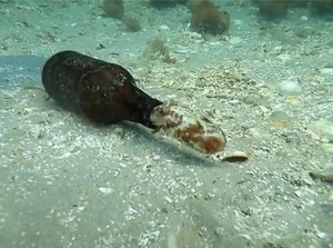 The Octopus That Lives In A Beer Bottle | Bit Rebels