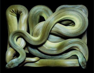 Photography: The Most Beautiful Snakes In The World | Bit Rebels