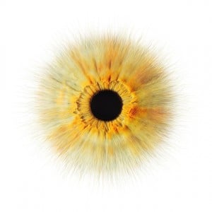 Eyes That Tell Stories: A Creative Look At Famous Eyes | Bit Rebels