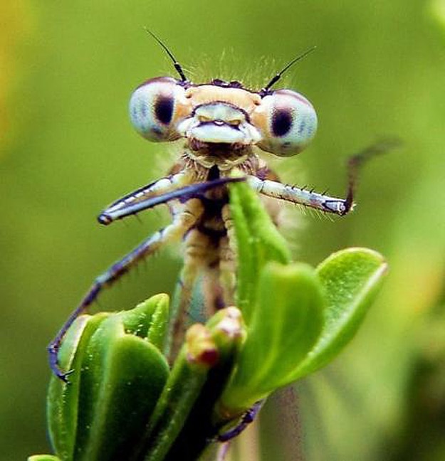 10 Insects That Look Like Aliens | Bit Rebels