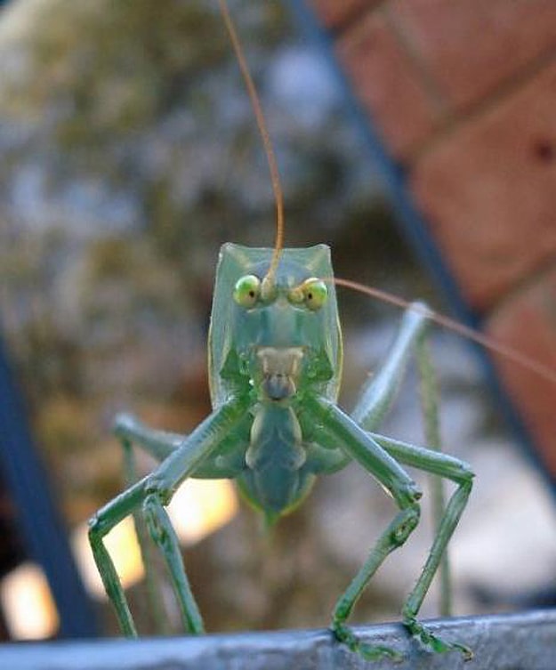 10 Insects That Look Like Aliens | Bit Rebels