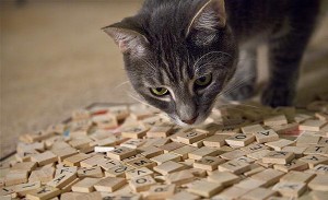 Cats That Play Scrabble [10 Pics] | Bit Rebels