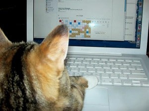 Cats That Play Scrabble [10 Pics] | Bit Rebels