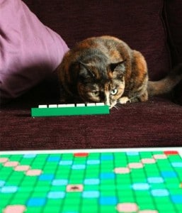 Cats That Play Scrabble [10 Pics] | Bit Rebels