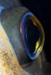Miracle Of Nature: Close Up Photographs Of Animal Eyes | Bit Rebels
