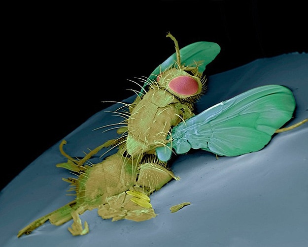 Photography: Squished Bugs Peeled From A Car Windshield | Bit Rebels