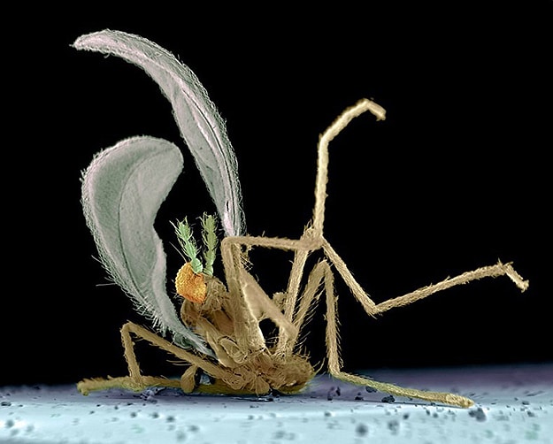 Photography: Squished Bugs Peeled From A Car Windshield | Bit Rebels