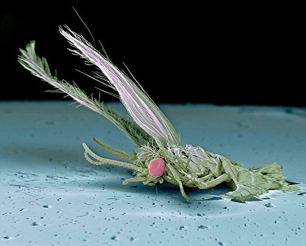 Photography: Squished Bugs Peeled From A Car Windshield | Bit Rebels