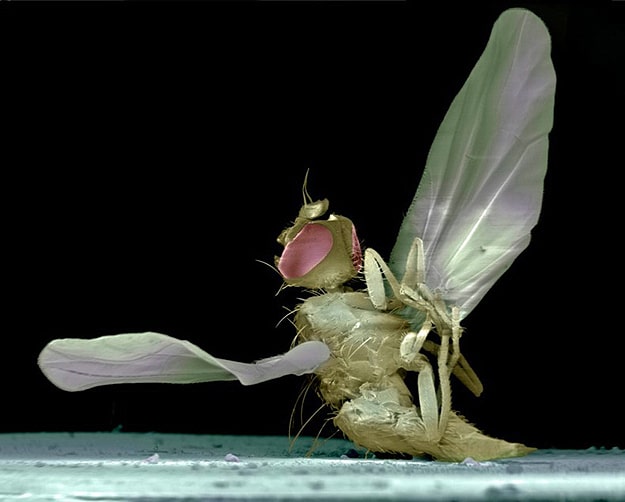 Photography: Squished Bugs Peeled From A Car Windshield | Bit Rebels