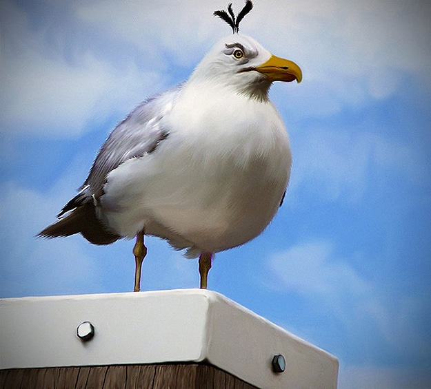 Illustration: IRL Angry Birds Right In Your Own Backyard | Bit Rebels