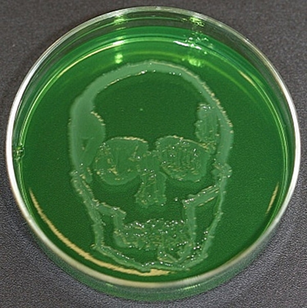 Art Created With Germs: The Beauty Of Bacteria | Bit Rebels