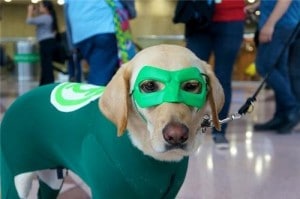Creative Dog Costumes: When Cosplay Isn't Just For Humans | Bit Rebels