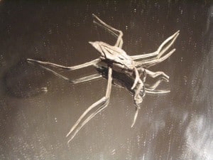 Mind Boggling Insects Created Out Of One Sheet Of Paper | Bit Rebels