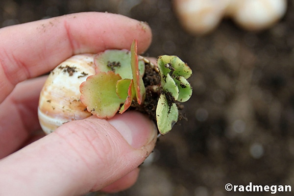 DIY Mini Gardens That Grow Inside Your Favorite Seashells | Bit Rebels