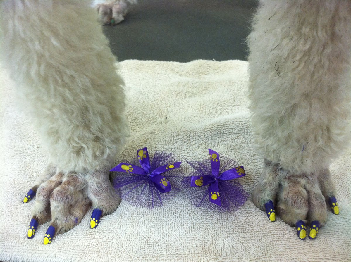 Doggie Pedicures: Transform Your Pup Into A Beauty Queen | Bit Rebels