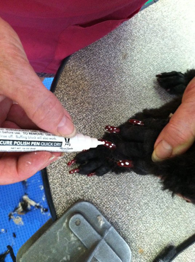 Doggie Pedicures: Transform Your Pup Into A Beauty Queen | Bit Rebels