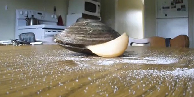 It Turns Out Clams Don't Like Salt After All [Viral Video] | Bit Rebels