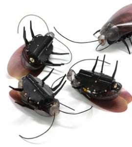iPhone & iPad Controlled Roachbots: Learn To Love Cockroaches | Bit Rebels