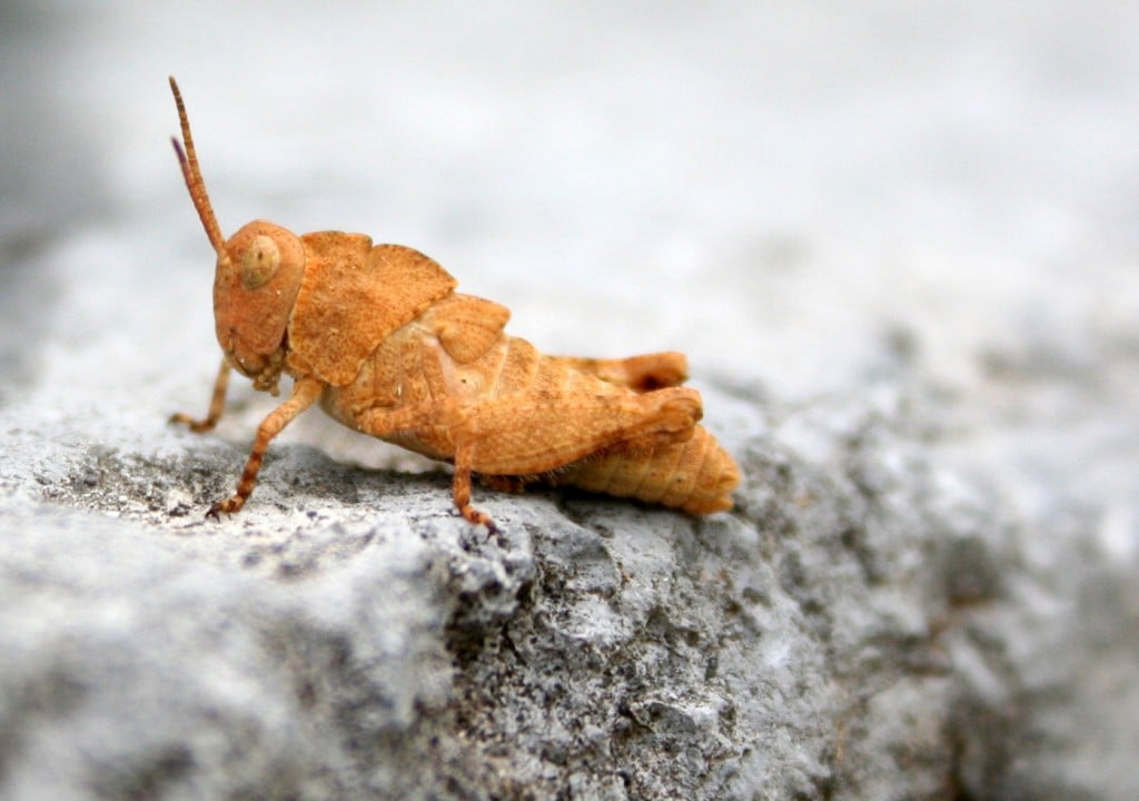 According To Science...Bugs Have Personalities Too | Bit Rebels