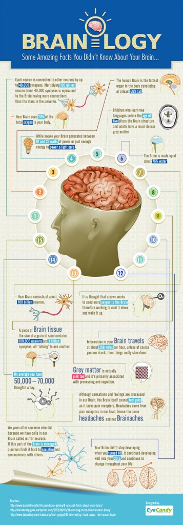 Brainology: 15 Intriguing Facts About Your Brain [Infographic] | Bit Rebels