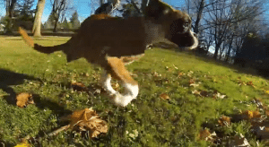 Duncan: The Two-Legged Dog That Conquered All Odds | Bit Rebels