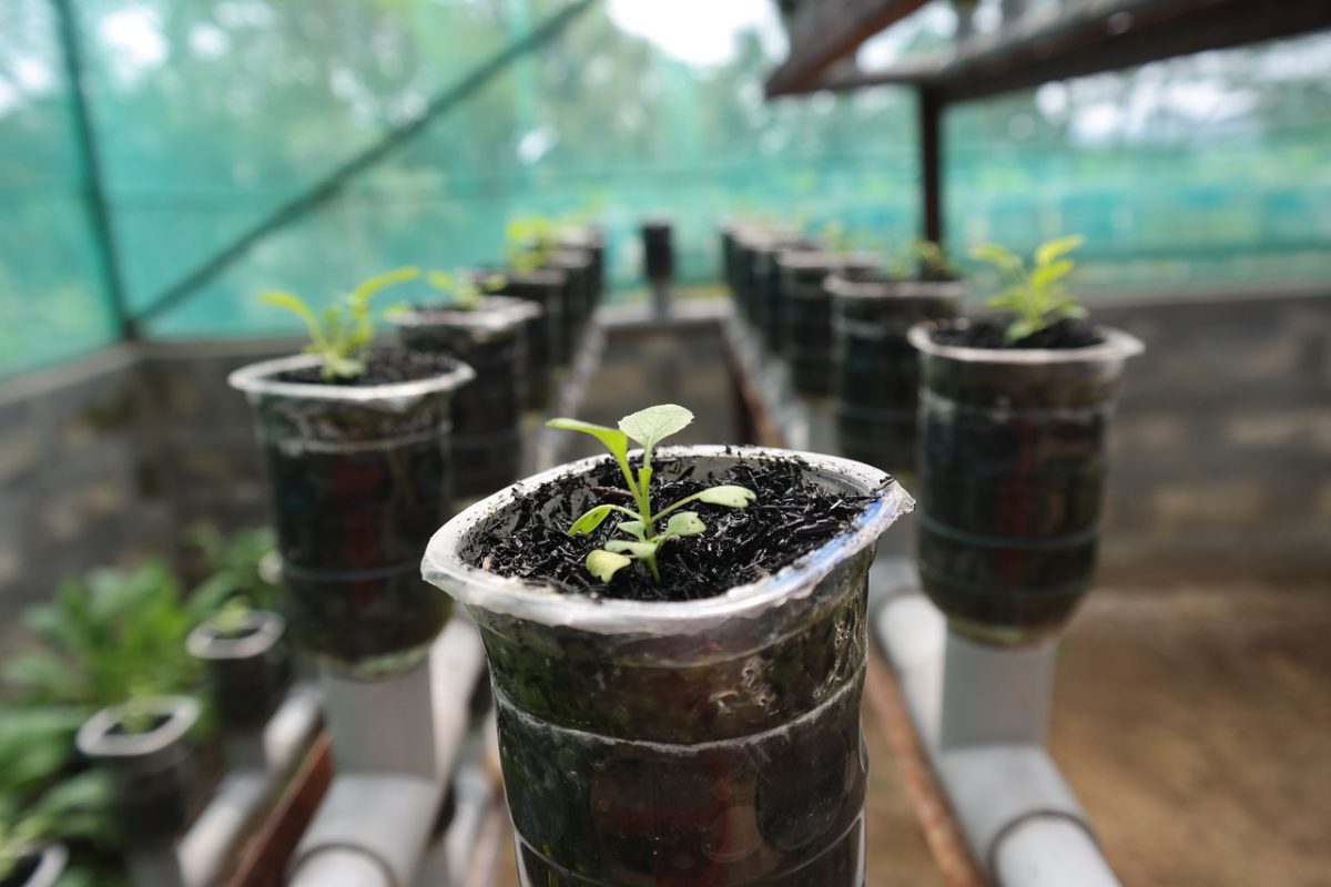 3 Ways To Grow The Healthiest Food Possible | Bit Rebels
