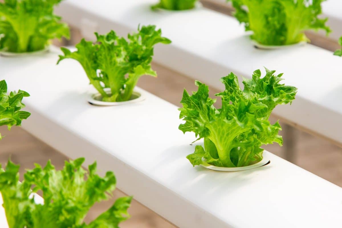 How To Set Up Your Very Own Hydroponic System | Bit Rebels