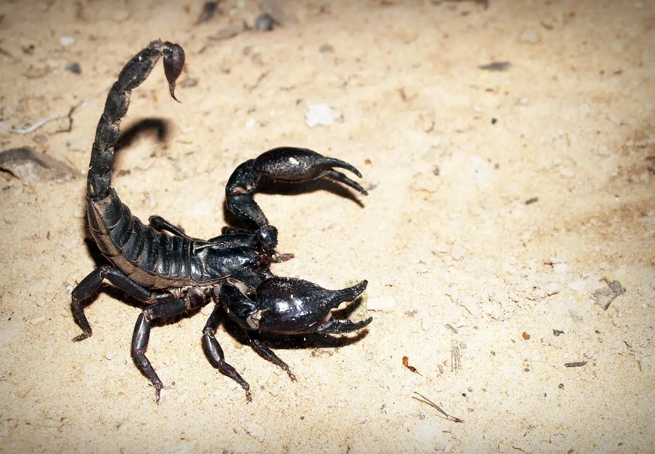 Types Of Pest Infestations In St George (Roach, Termite, Etc.) | Bit Rebels