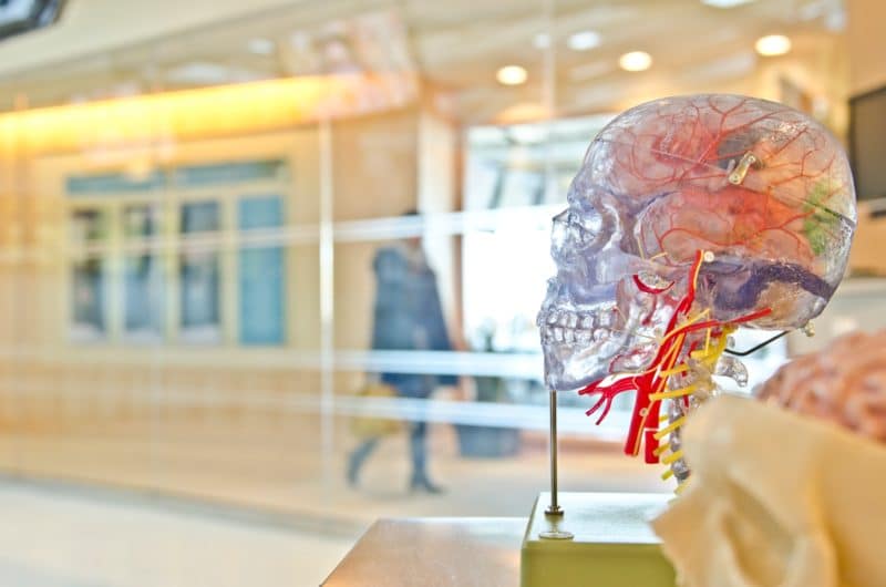 Can The Brain Heal Itself After Brain Damage Bit Rebels can-the-brain-heal-itself-after-brain-damage-bit-rebels