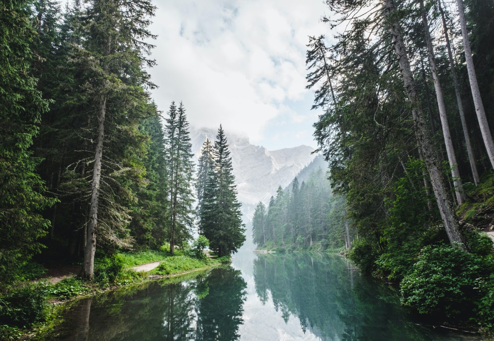 Enormous Importance Of Trees & Why We Need To Protect Them | Bit Rebels