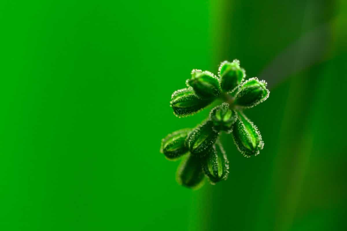 Best Marijuana Growing Tips You Should Know | Bit Rebels