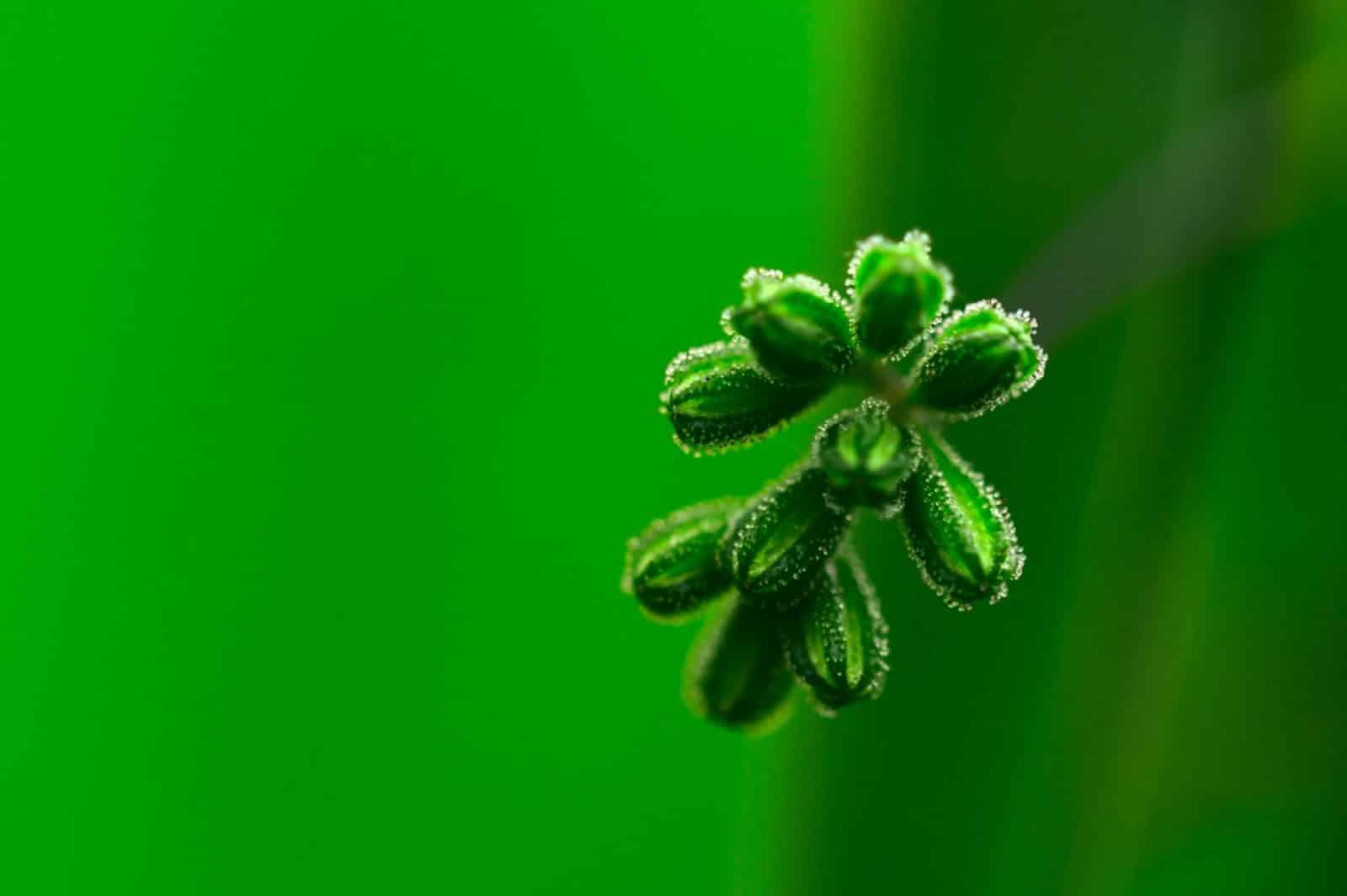 Best Marijuana Growing Tips You Should Know | Bit Rebels