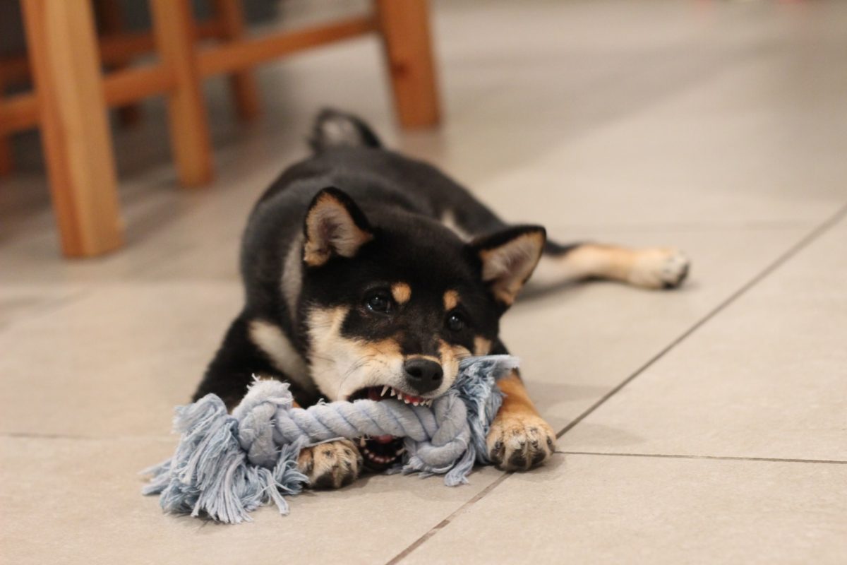 5 Reasons Why Your Dog Is Biting And What You Can Do to Stop It | Bit ...