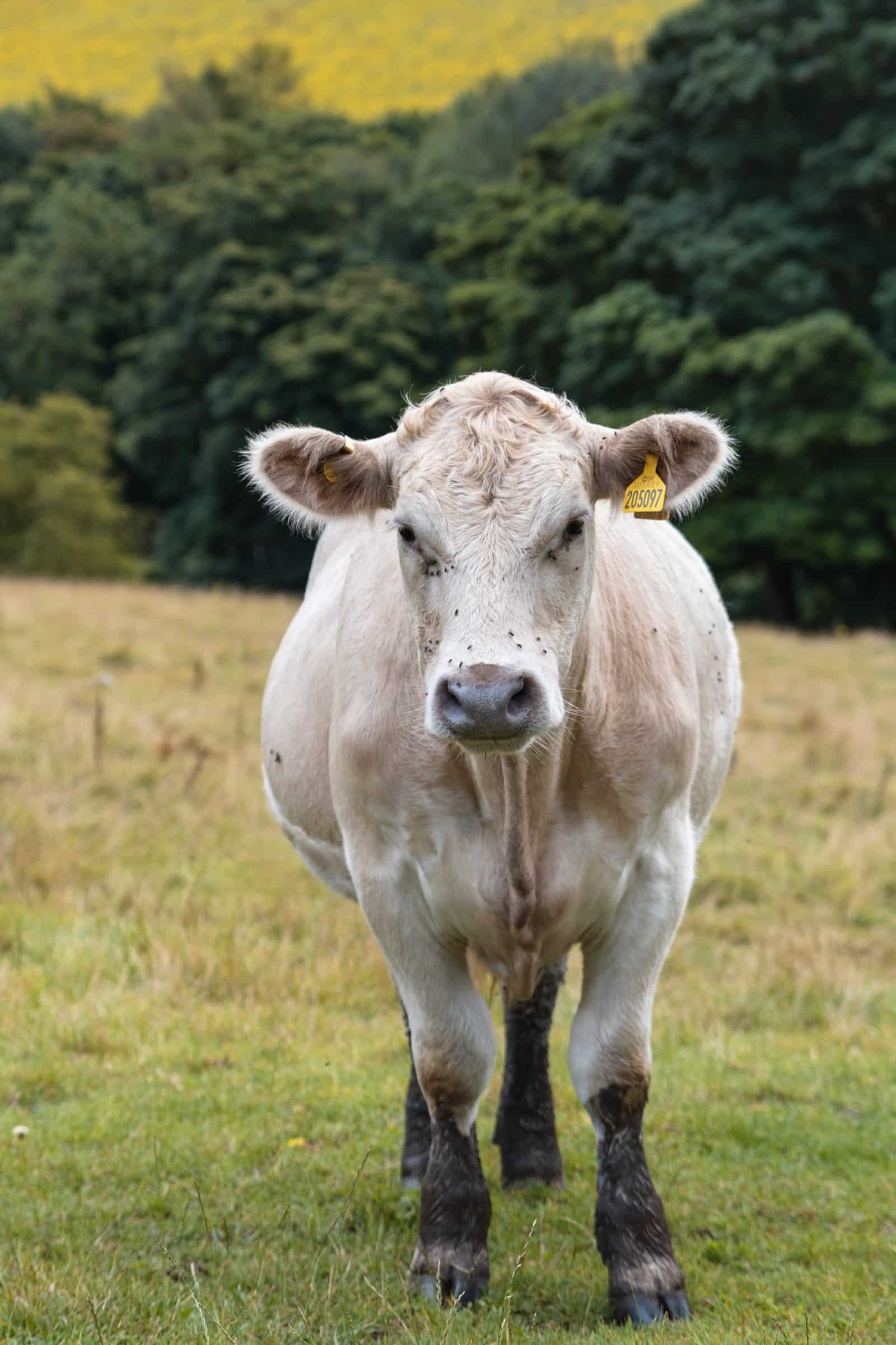 Best Ways To Keep Track Of Beef Cattle | Bit Rebels