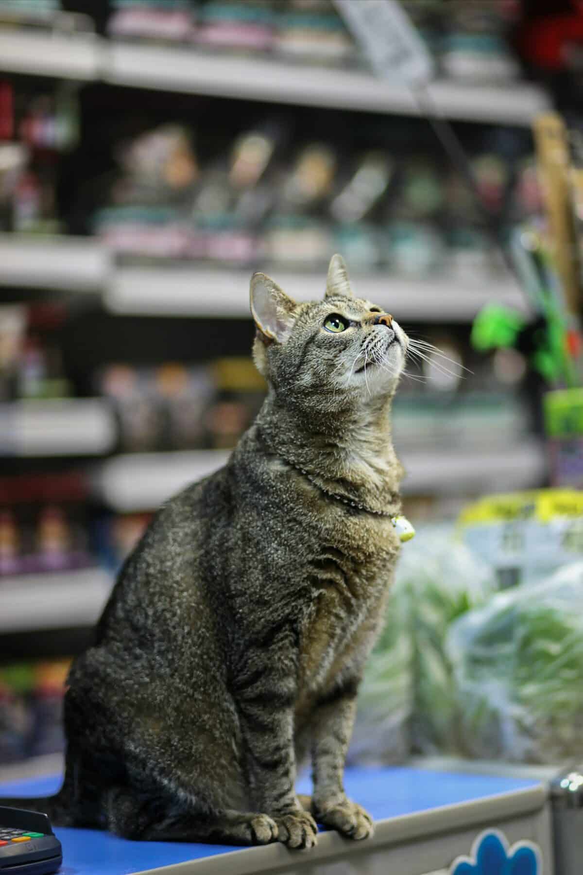 What Are The Requirements For Opening A Pet Shop In The UK?